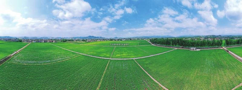 五年耕耘结硕果 绘就乡村振兴新图景 第05版:专题 20251127期 四川农村日报