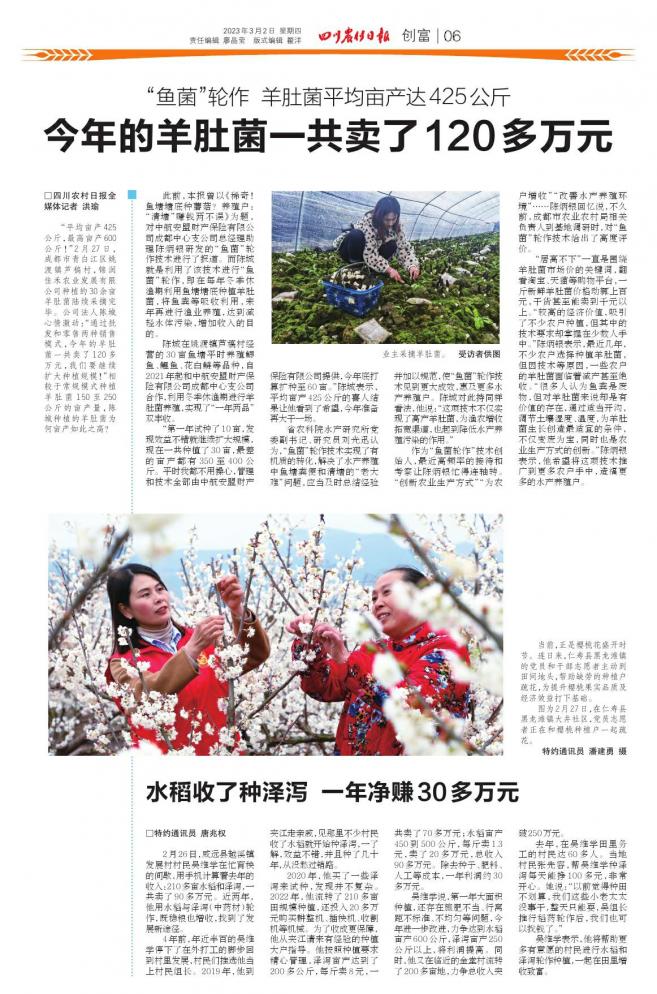 水稻收了种泽泻 一年净赚30多万元 第06版:创富 20230302期 四川农村日报