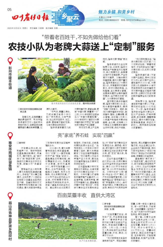 百亩菜薹丰收 直供大湾区 第05版:乡聚云 20230322期 四川农村日报