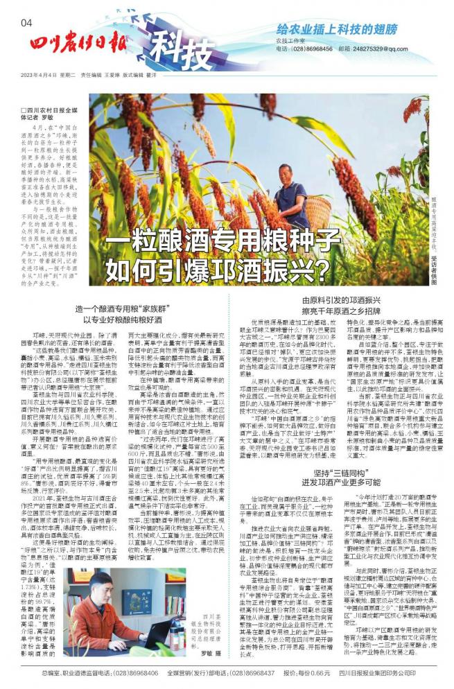 一粒酿酒专用粮种子 如何引爆邛酒振兴？ 第04版:科技 20230404期 四川农村日报