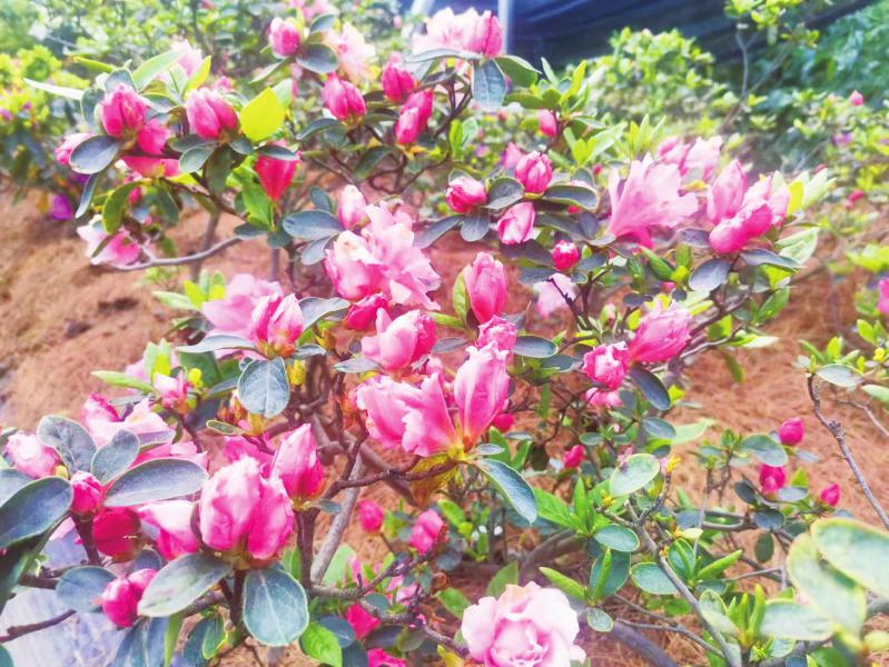 人间四月天 200多种杜鹃在这里绽放 第04版:科技 20230412期 四川农村日报