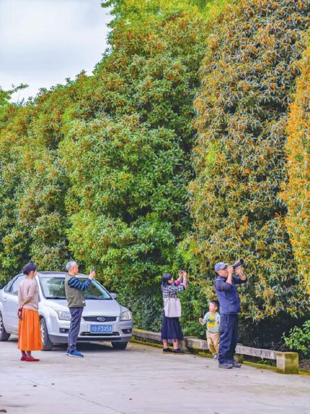 温江寿安的乡村“变形计” 第03版:乡聚云 20241104期 四川农村日报