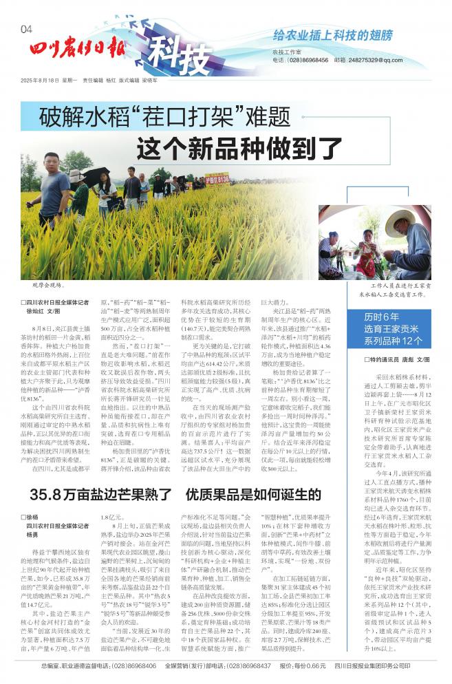 35.8万亩盐边芒果熟了 优质果品是如何诞生的 第04版:科技 20250818期 四川农村日报