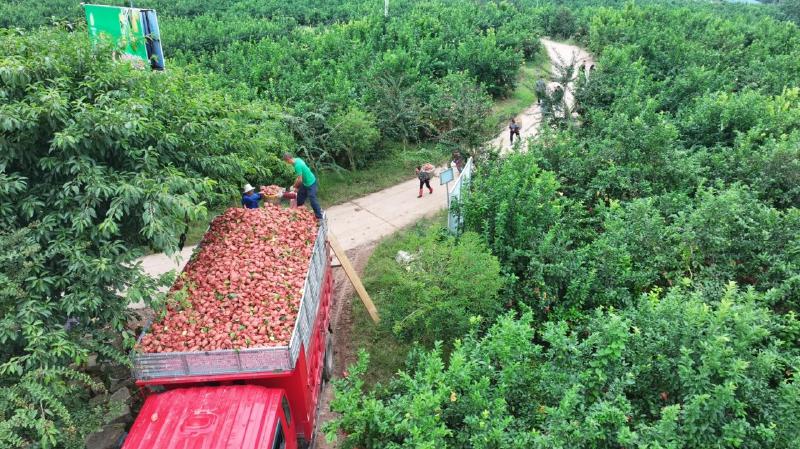 气象保姆上岗 柠檬种植不再靠天吃饭 第03版:专题 20251027期 四川农村日报